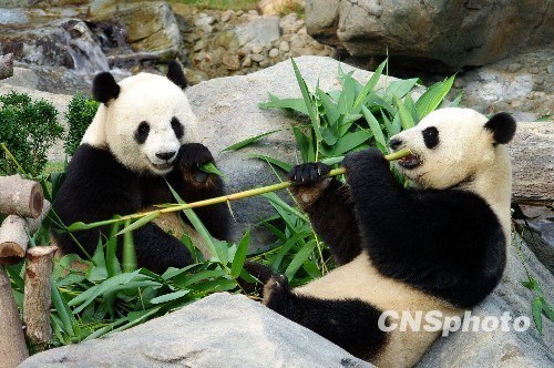 Giant pandas go native in Hong Kong - Headlines, features, photo and videos from ecns.cn