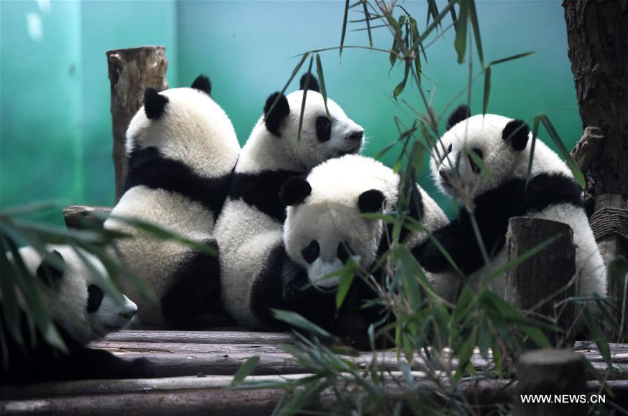 Giant pandas seen in SW China's Chengdu Research Base(5/5)
