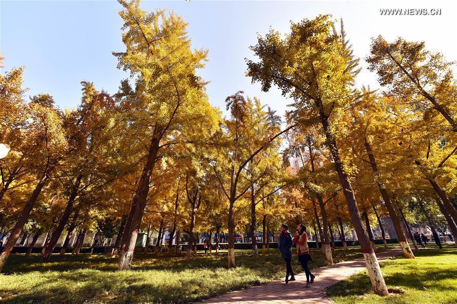 Autumn scenery of ginkgo trees in China(1/6)