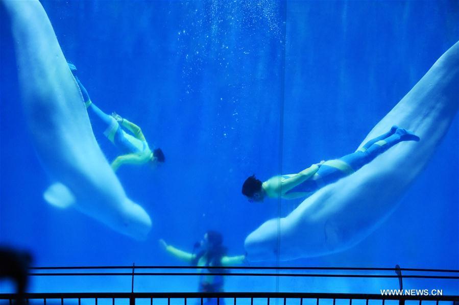 Beluga performs dance at Harbin Polarland in NE China (1/5)