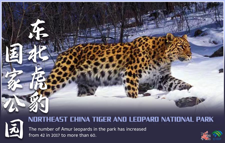 Northeast China Tiger and Leopard National Park at a glance