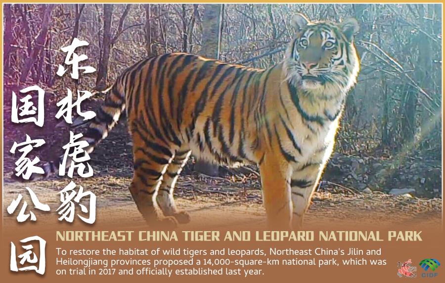 Northeast China Tiger and Leopard National Park at a glance