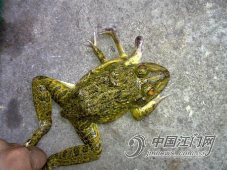 Seven-legged frog spotted in Henan - Headlines, stories and photos from ...
