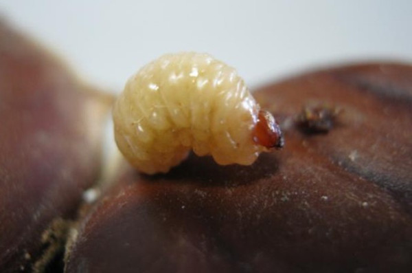 Yantai seizes chestnuts containing live pest larvae - Headlines ...