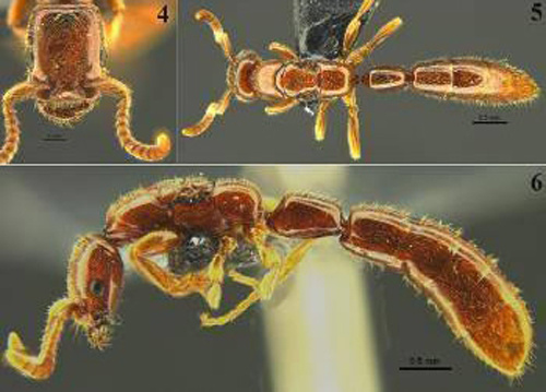 Rare ants discovered in south China