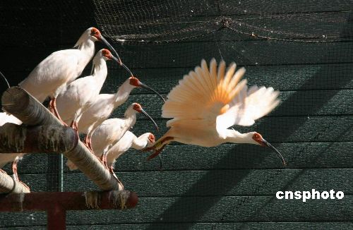 China, Japan cooperate to conserve Crested Ibis - Headlines, stories ...