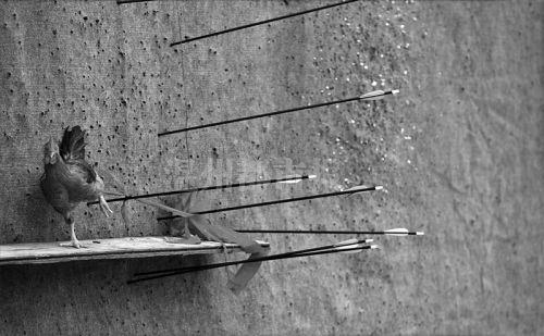 Live chickens used as targets at archery range - Headlines, features ...