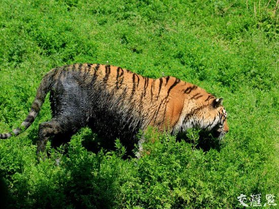 'Black tiger' sparks uproar over substandard Nanjing zoo