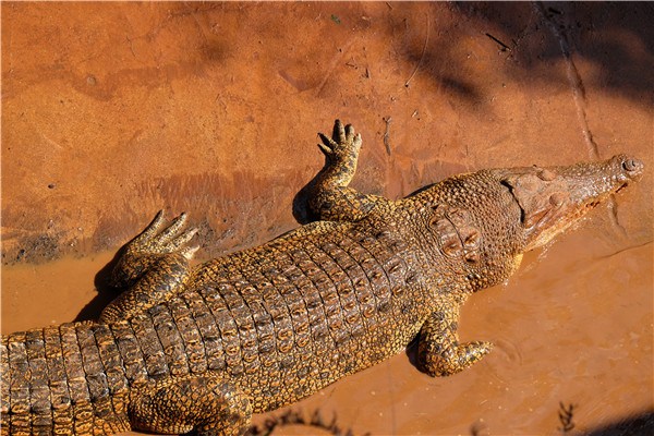 Hainan's kingdom of animals and tropical plants(6)