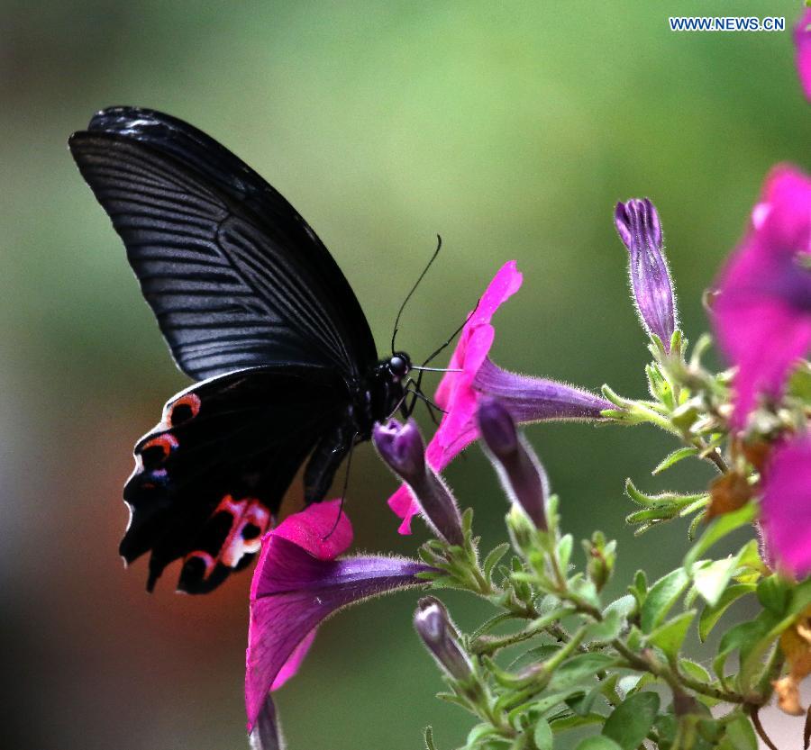 Butterflies at Nanhu Park in China's Shenyang (2/4) - Headlines ...