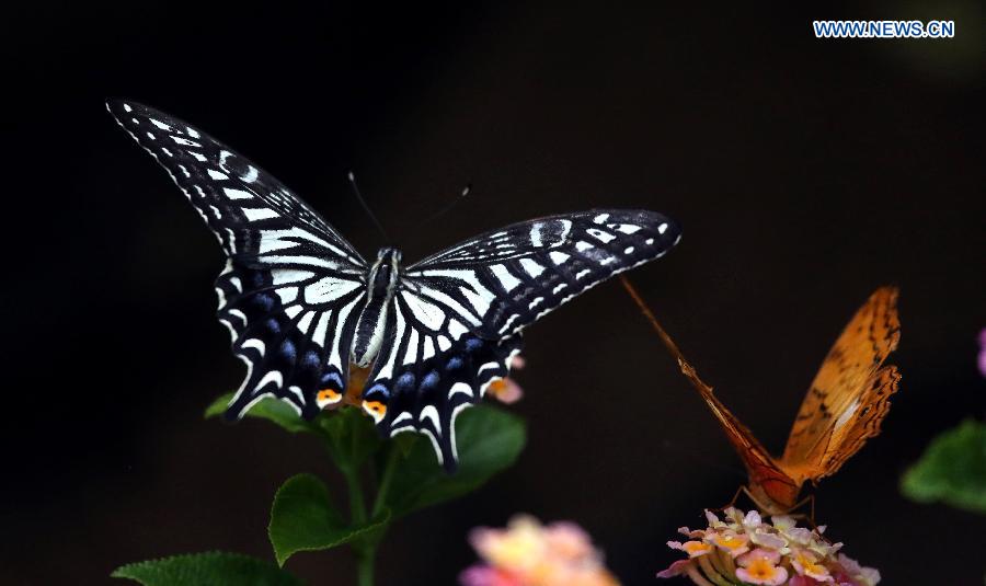 Butterflies at Nanhu Park in China's Shenyang (1/4) - Headlines ...