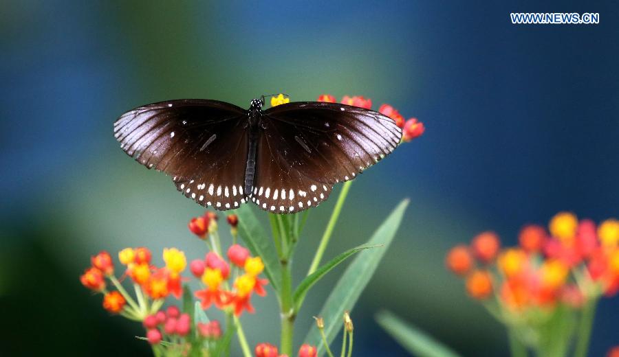 Butterflies at Nanhu Park in China's Shenyang (1/4) - Headlines ...