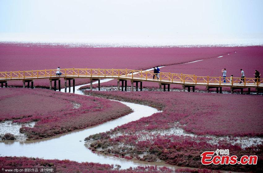 Visitors enjoy amazing scenery of 'red beach' in Panjin, Liaoning(1/4 ...