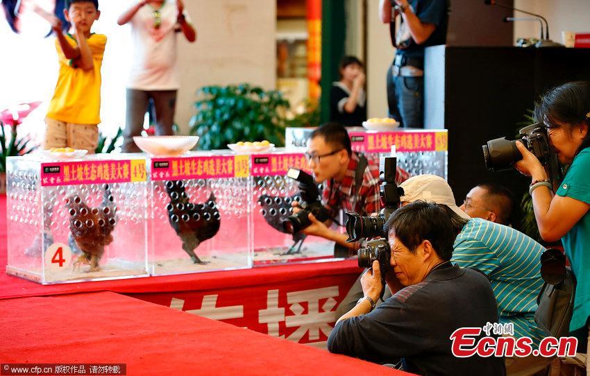 Chicken 'beauty pageant' held in C China city(1/4) - Headlines ...