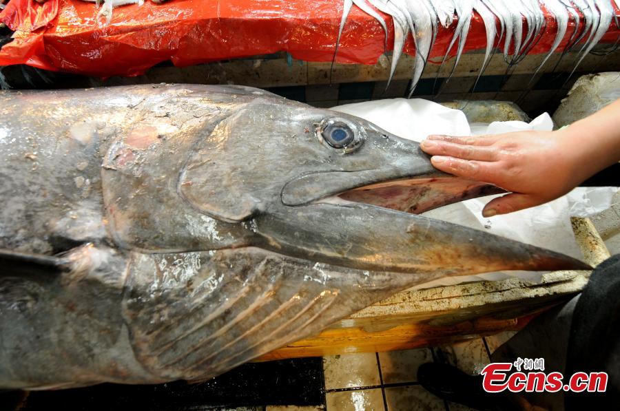 Three-meter-long 'fish king' caught in Qingdao (4/5) - Headlines ...