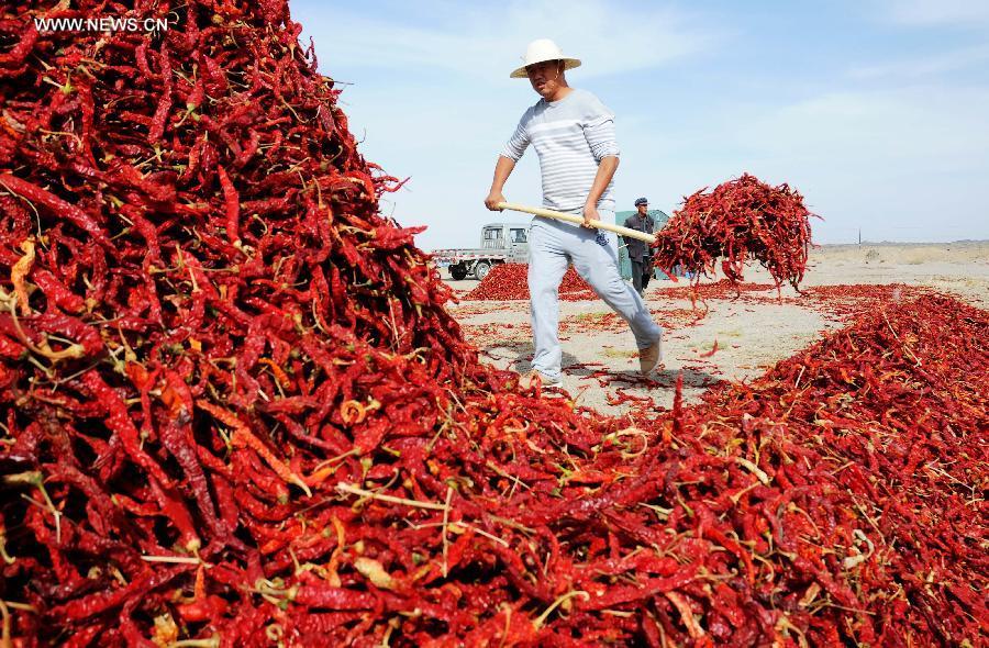 Red chillies enter harvest season in NW China(1/4) - Headlines ...