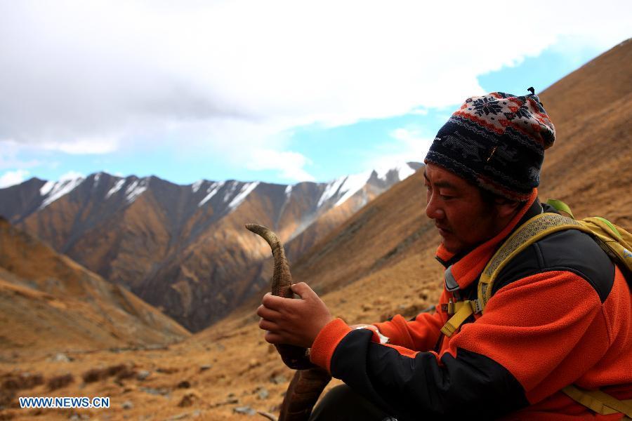 In pictures: Volunteer for wild animal protection in NW China(2/5 ...