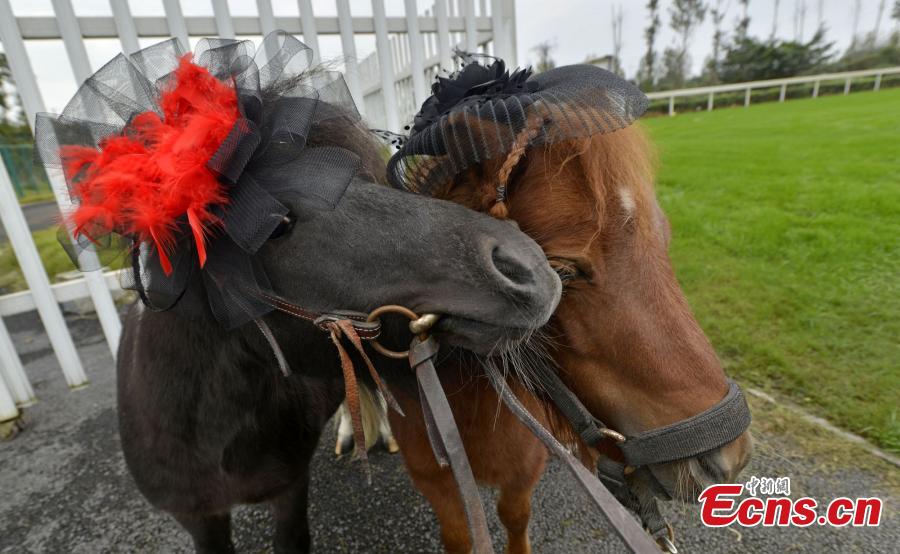 Horses get prepared for racing with fashion hairstyles (1/6 ...