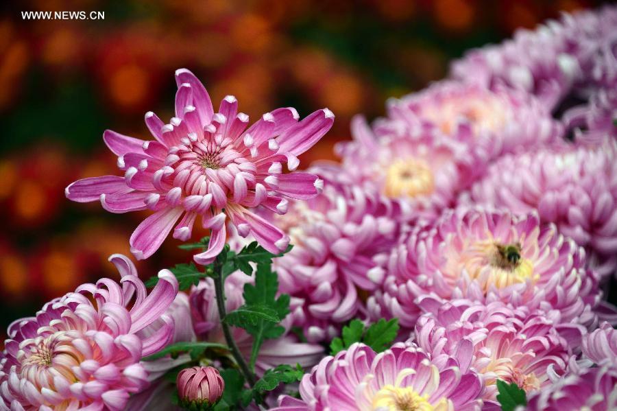 Colorful chrysanthemum flowers seen at Baotu Spring Park in Jinan(11/11 ...