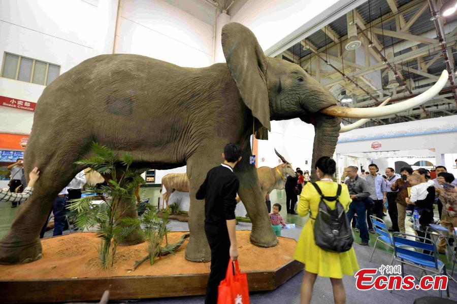 Specimen of 'elephant king' on display (3/3) - Headlines, features ...