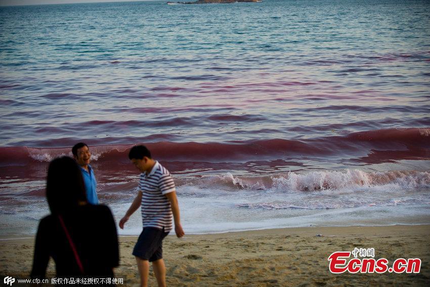 Red tide hits coast of Shenzhen(3/3) - Headlines, features, photo and ...