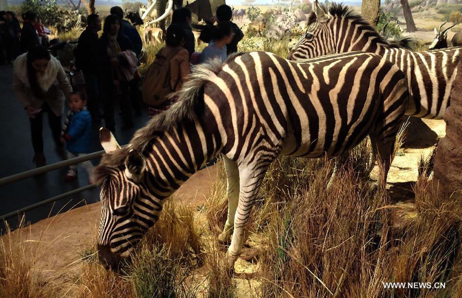 Wild animal specimens exhibited in Shandong Museum(8/10) - Headlines ...