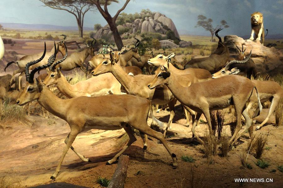 Wild animal specimens exhibited in Shandong Museum(2/10) - Headlines ...
