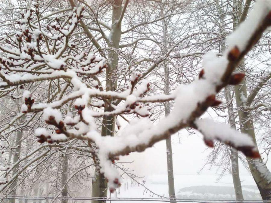 Beijing enjoys first snow(5/8) - Headlines, features, photo and videos ...