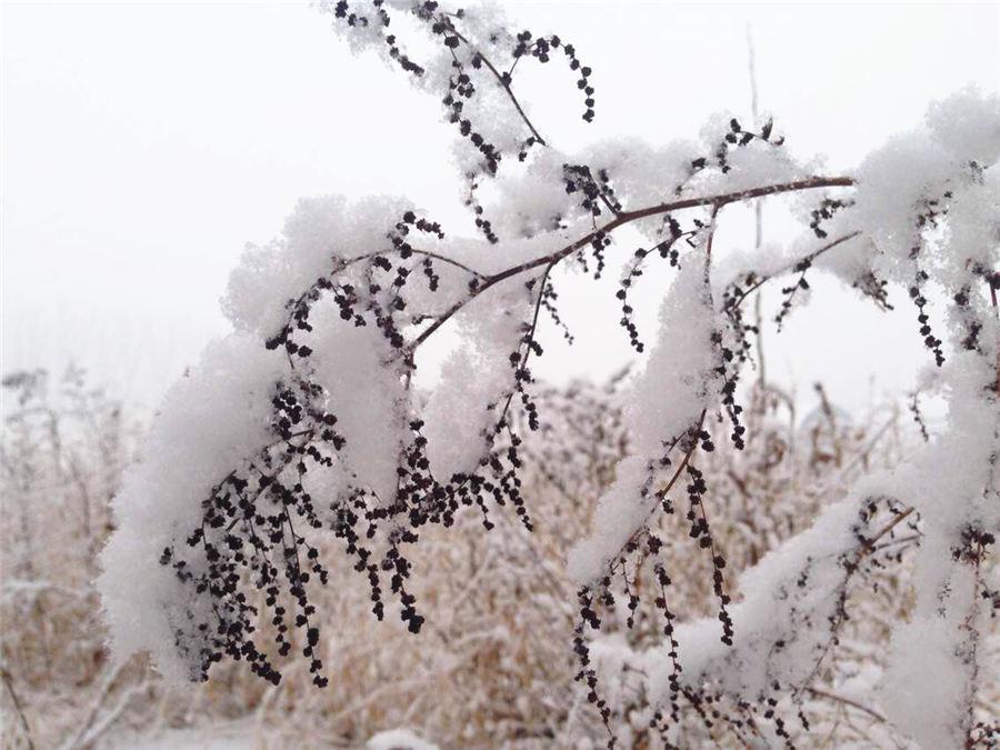 Beijing enjoys first snow(1/8) - Headlines, features, photo and videos ...
