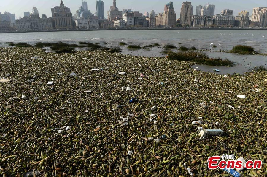 Garbage belt surrounds Shanghai's Huangpu River (6/6) - Headlines ...