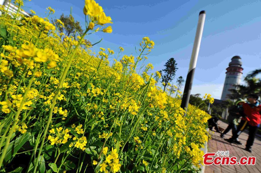 Rapeseed flowers blossom in South China city(3/6) - Headlines, features ...