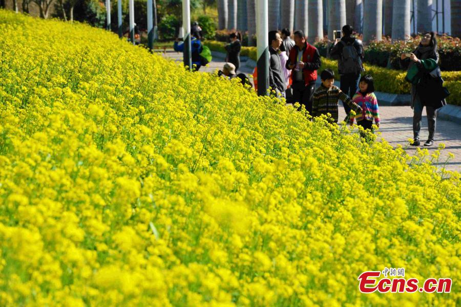 Rapeseed flowers blossom in South China city(1/6) - Headlines, features ...
