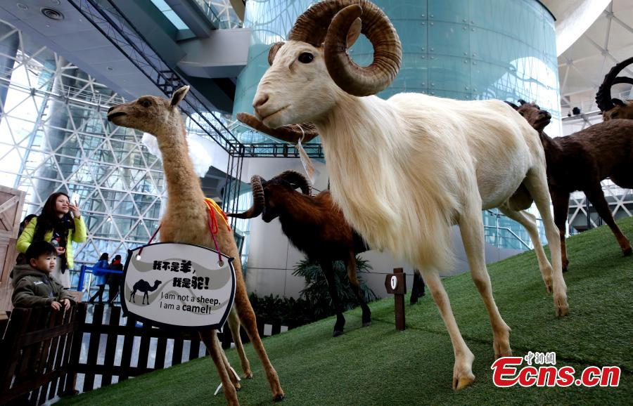 Shanghai museum brings world of goats to visitors (1/5) - Headlines ...