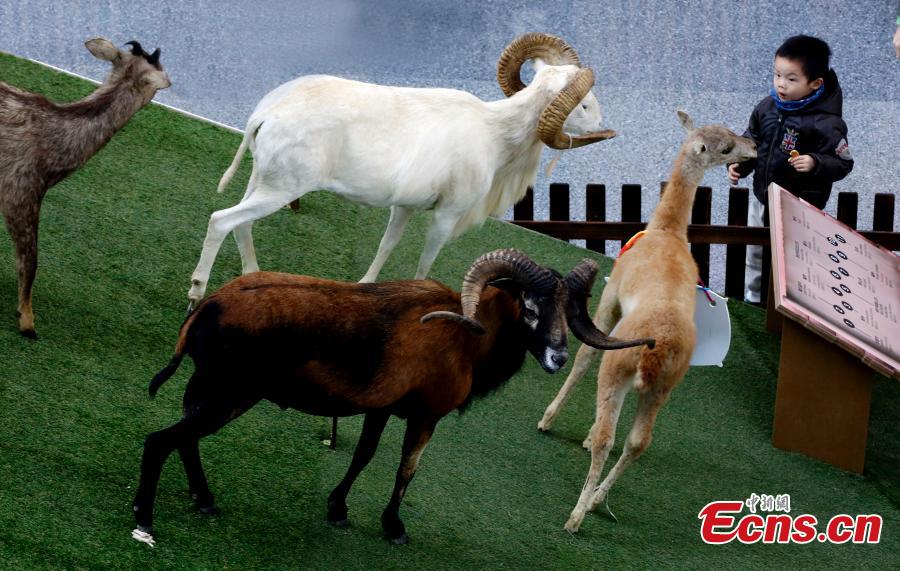 Shanghai museum brings world of goats to visitors (1/5) - Headlines ...