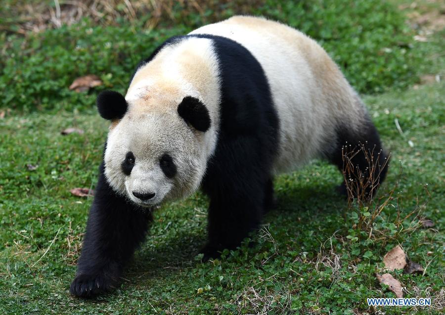 Giant panda Sijia enjoys sunshine at Yunnan Safari Park(4/4 ...