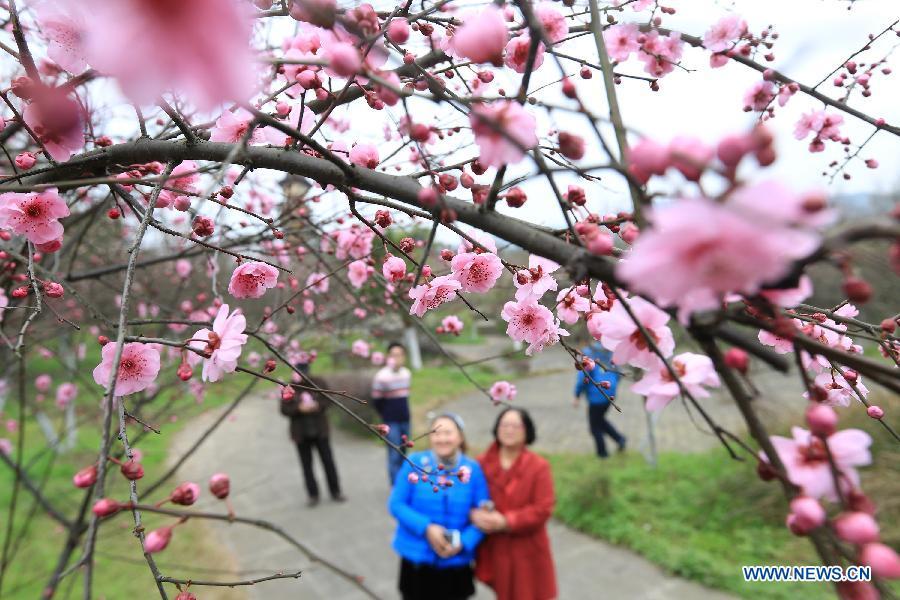Beautiful sceneries of early spring flowers around China (1/6 ...