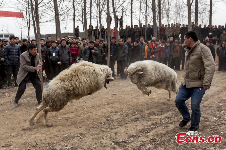 Sheep fight held in Central China village(2/6) - Headlines, features ...