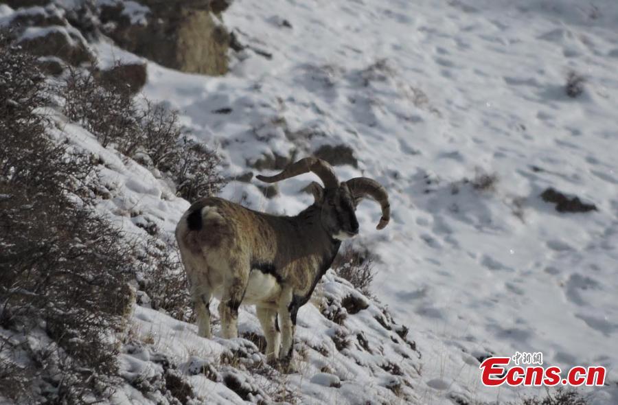 Endangered sheep thrive in NW China's nature reserve(4/6) - Headlines ...