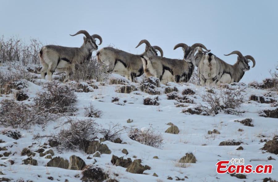 Endangered sheep thrive in NW China's nature reserve(6/6) - Headlines ...
