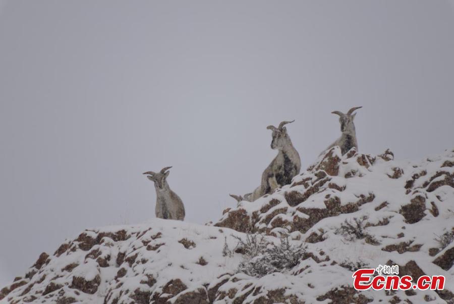 Endangered sheep thrive in NW China's nature reserve(2/6) - Headlines ...