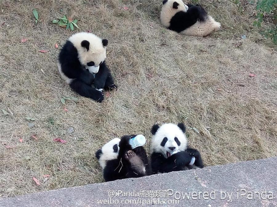 Panda 'babies' enjoy milk from bottles(2/7) - Headlines, features ...