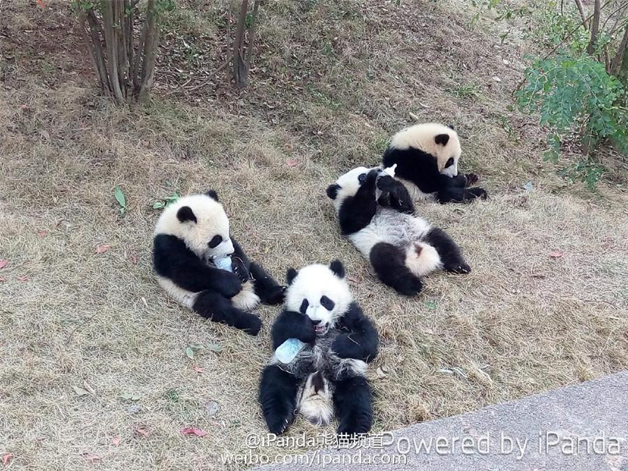 Panda 'babies' enjoy milk from bottles(1/7) - Headlines, features ...