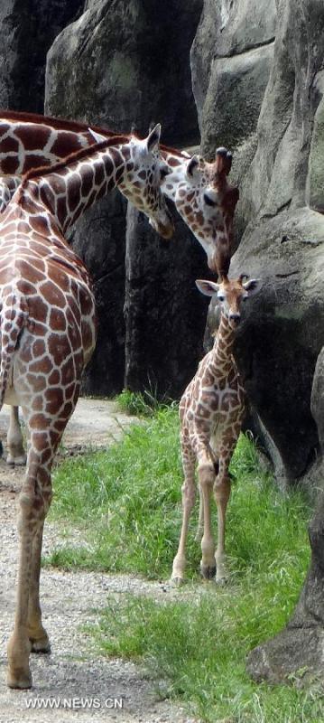 Giraffe cub takes walk outdoors with parents at the zoo of Taipei(2/3)