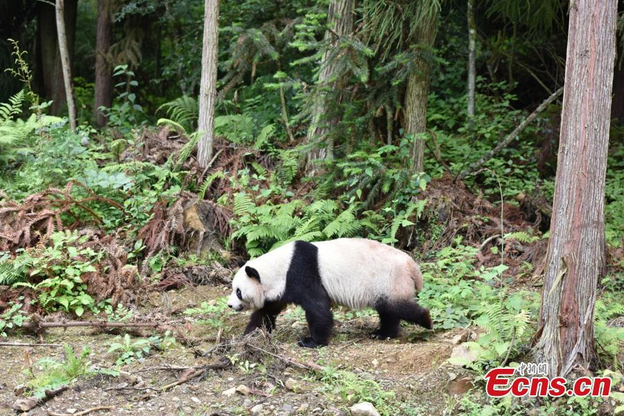 Giant pandas returned to ancestral home of Baoxing (3/3)