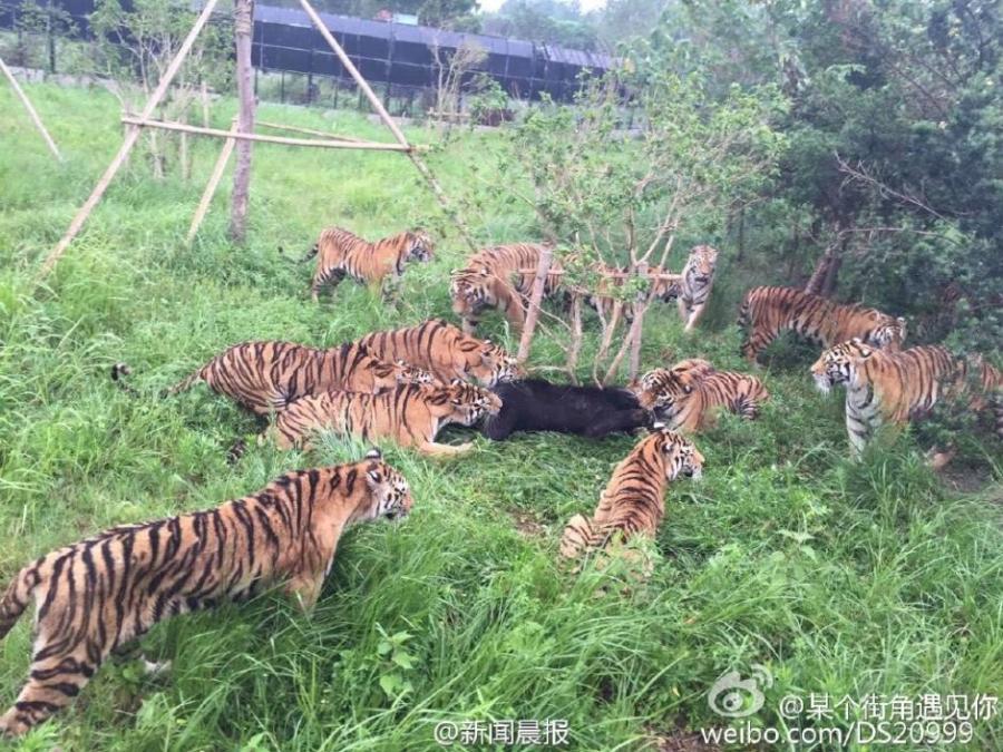 Ambush Of Tigers