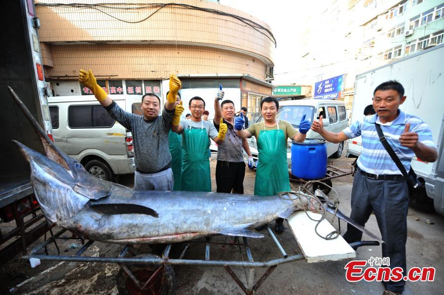 'Largest-ever' swordfish caught in Qingdao, E China (1/6)