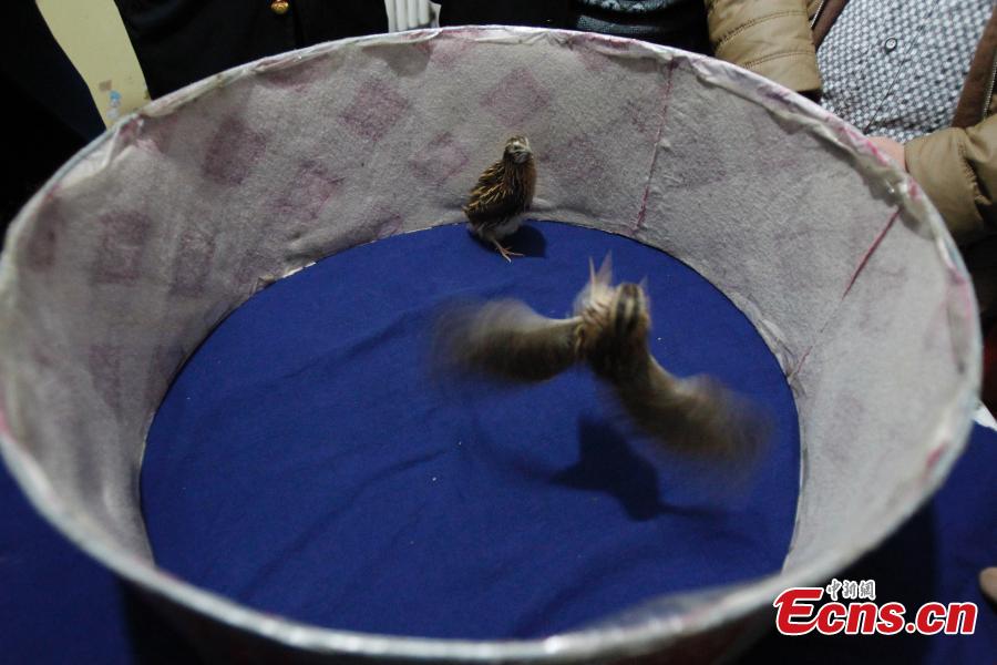 Quails fight for their masters(1/3)