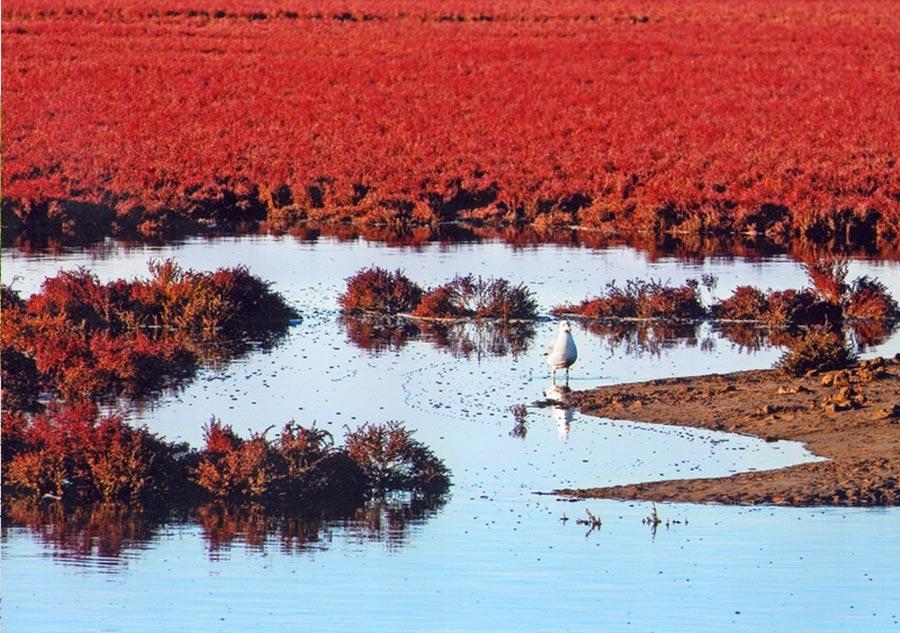China's most beautiful wetlands(4/10)