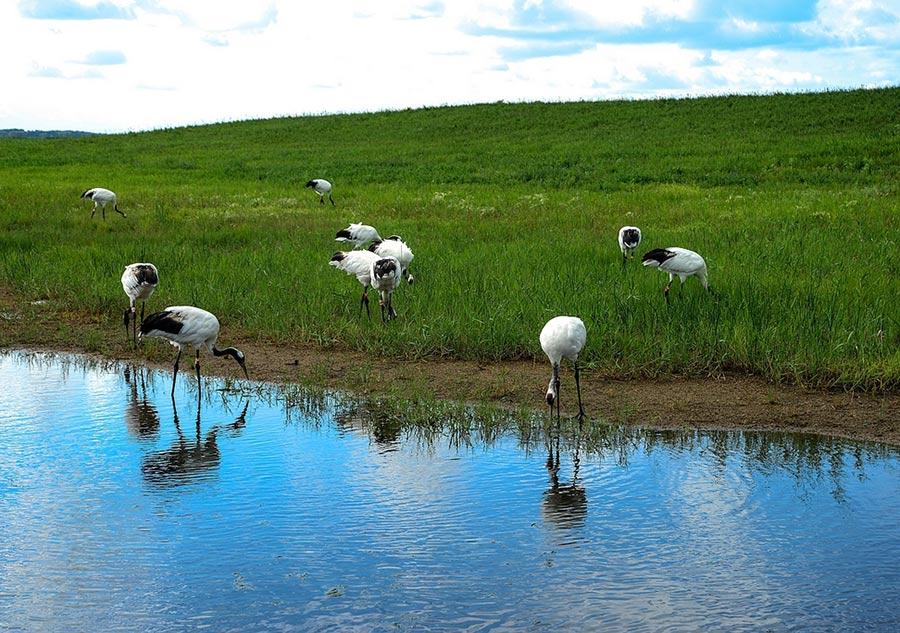 China's most beautiful wetlands(4/10)