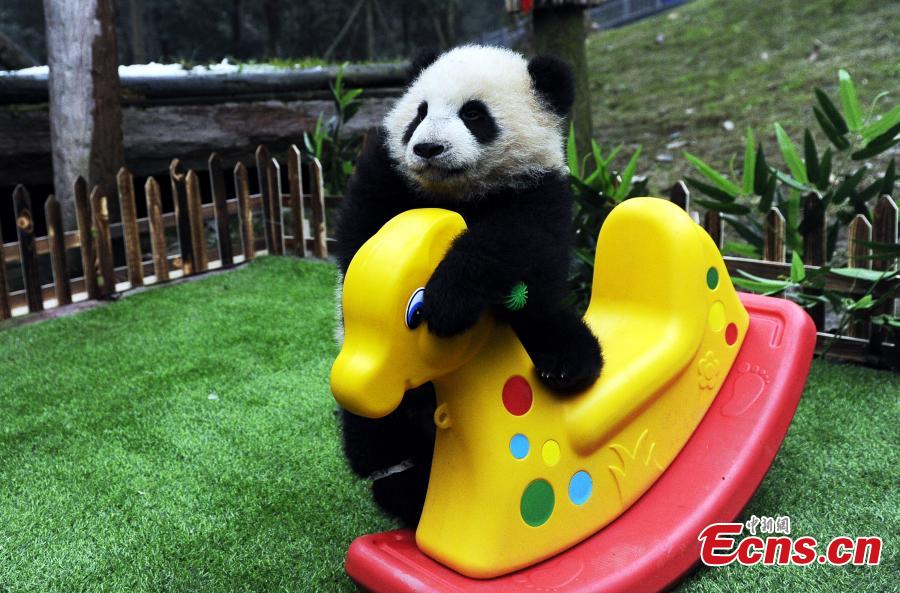 Giant pandas join Spring Festival celebration (3/7)